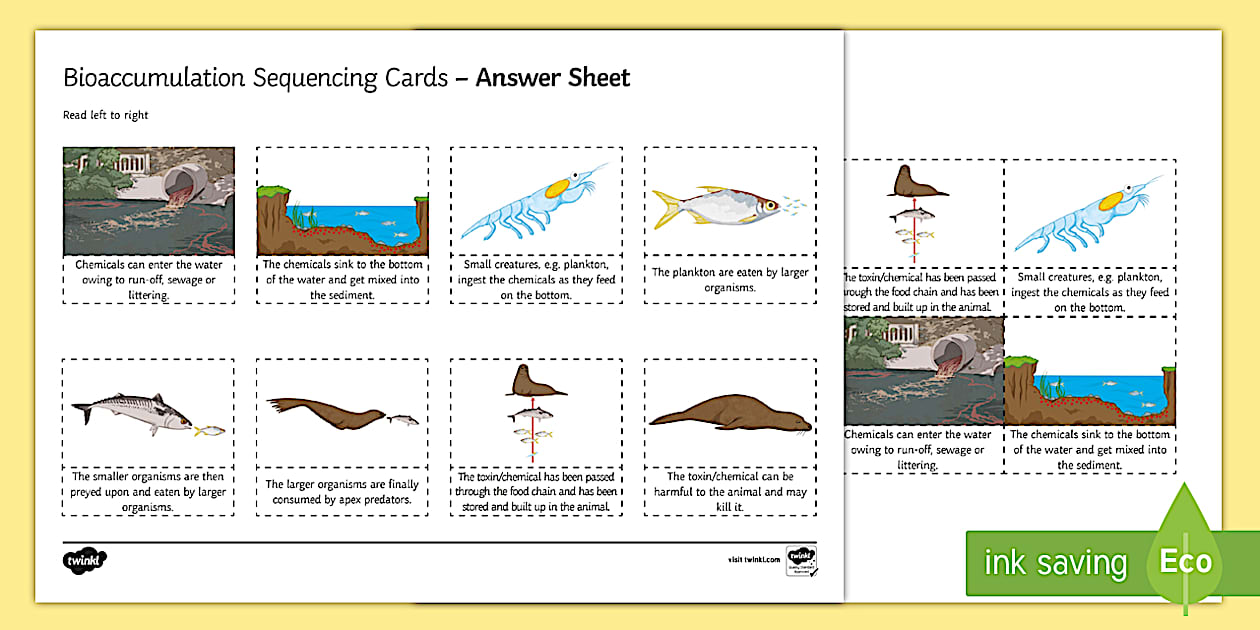 Bioaccumulation Sequencing Cards | Ecology | Beyond - Twinkl
