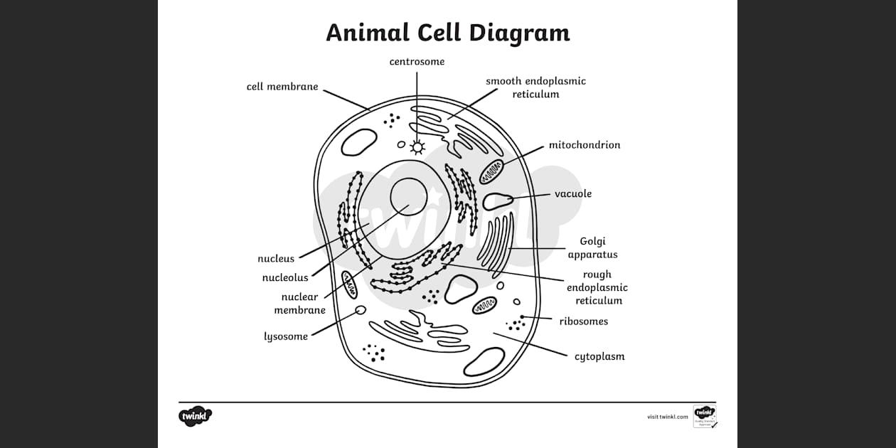 cell membrane labeling worksheet