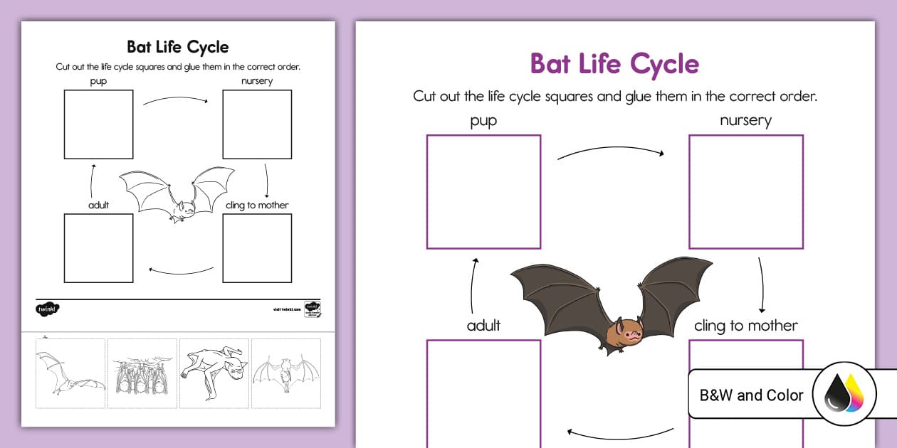 PK-K Life Cycle of a Bat Cut and Paste Worksheet - Twinkl