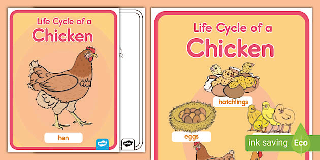 Chick Age Chart | Life Cycle Resource | Twinkl USA