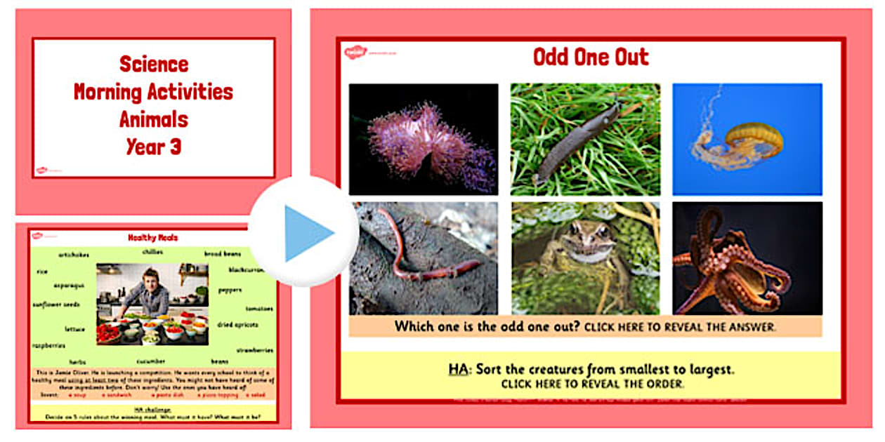 Year 3 Early Morning Activities Animals - Twinkl