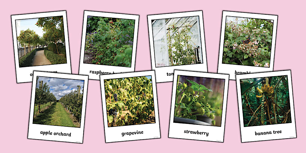 Where Fruit Grows Instant Photo Style Display Images