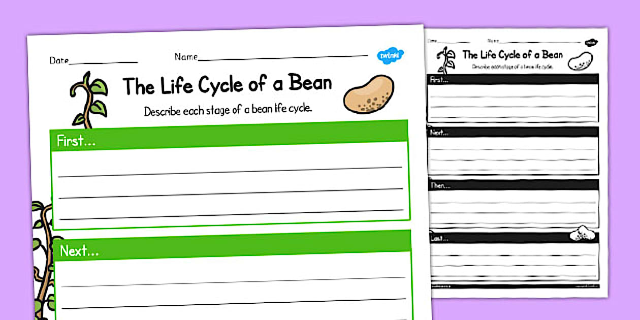 The Life Cycle of a Bean Writing Frame - Twinkl