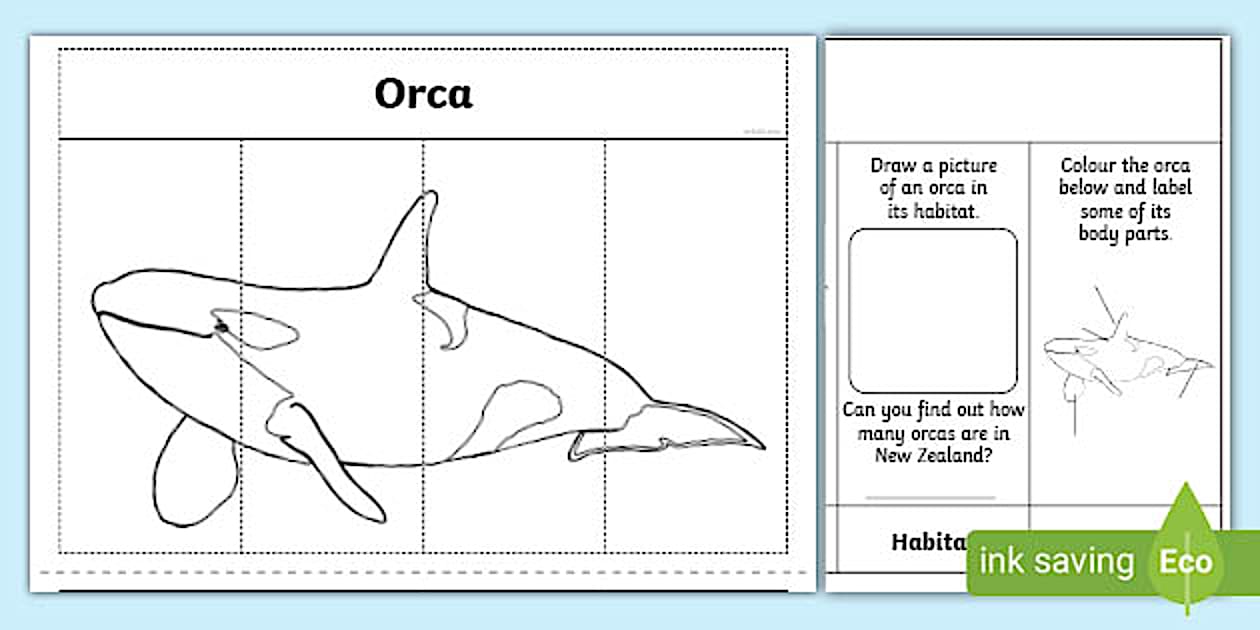 Orca Fact File Flap Book (Teacher-Made) - Twinkl