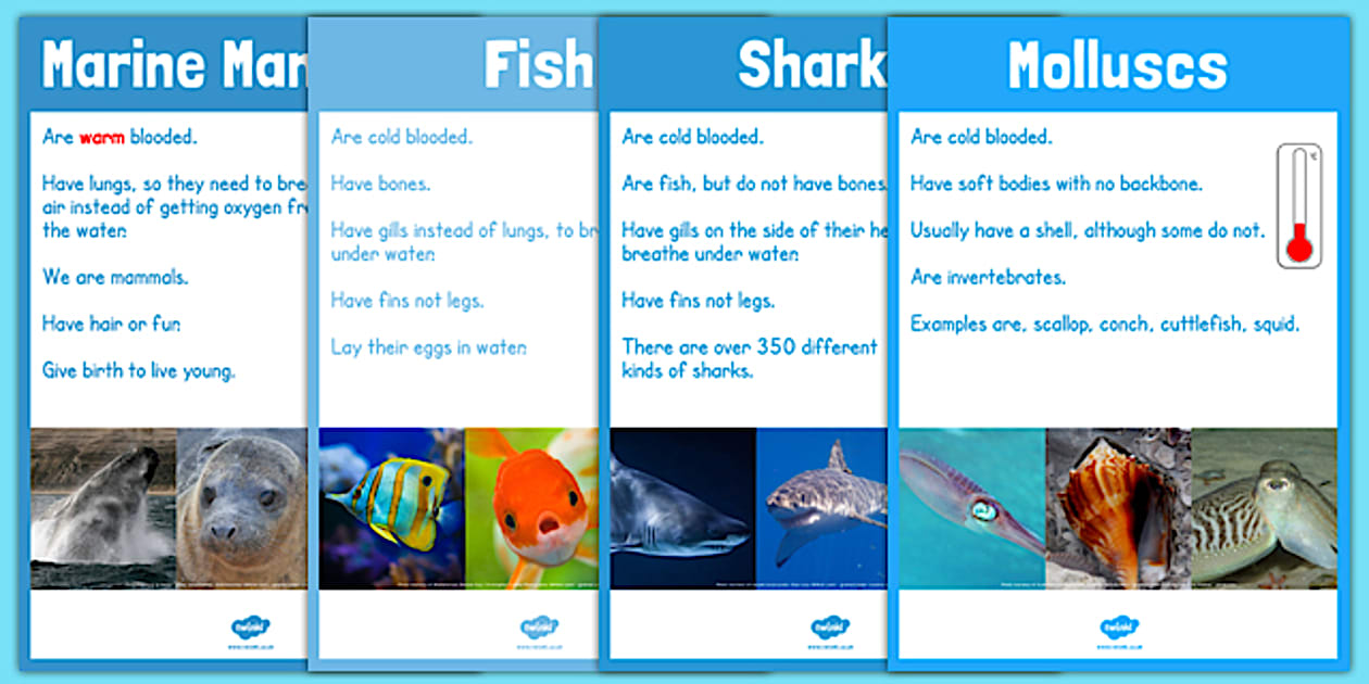 Under the Sea Animal Groups Display Posters Photos - Twinkl