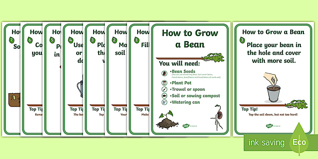 How to Grow a Bean Display Posters (teacher made) - Twinkl