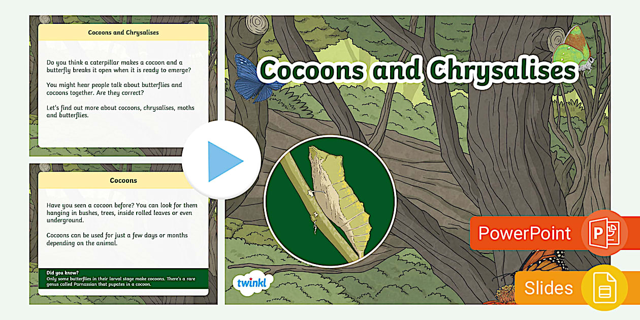 Cocoons and Chrysalises PowerPoint (teacher made) - Twinkl