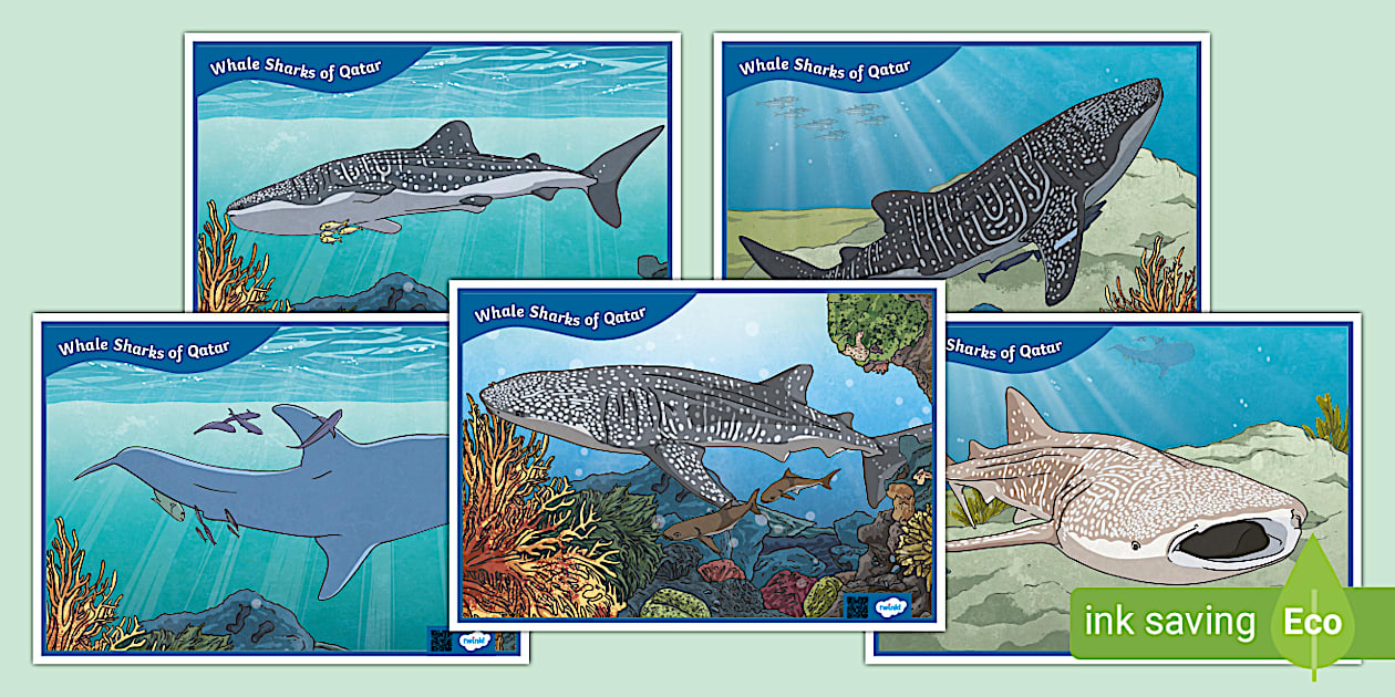 Whale Sharks of Qatar Display Posters - Twinkl