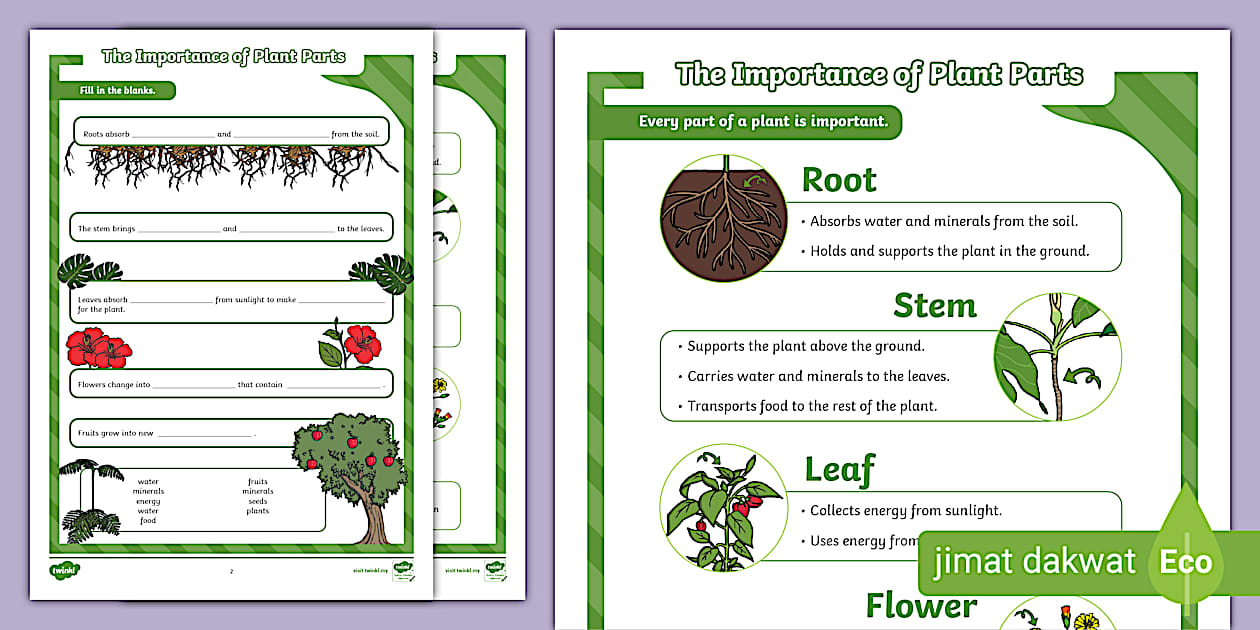 Science Year 1 Worksheet: The Importance of Plant Parts