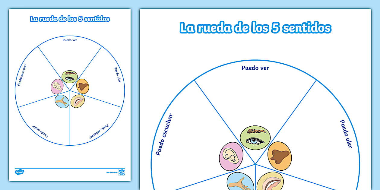 Ficha de actividad: Rueda de los 5 sentidos | Twinkl
