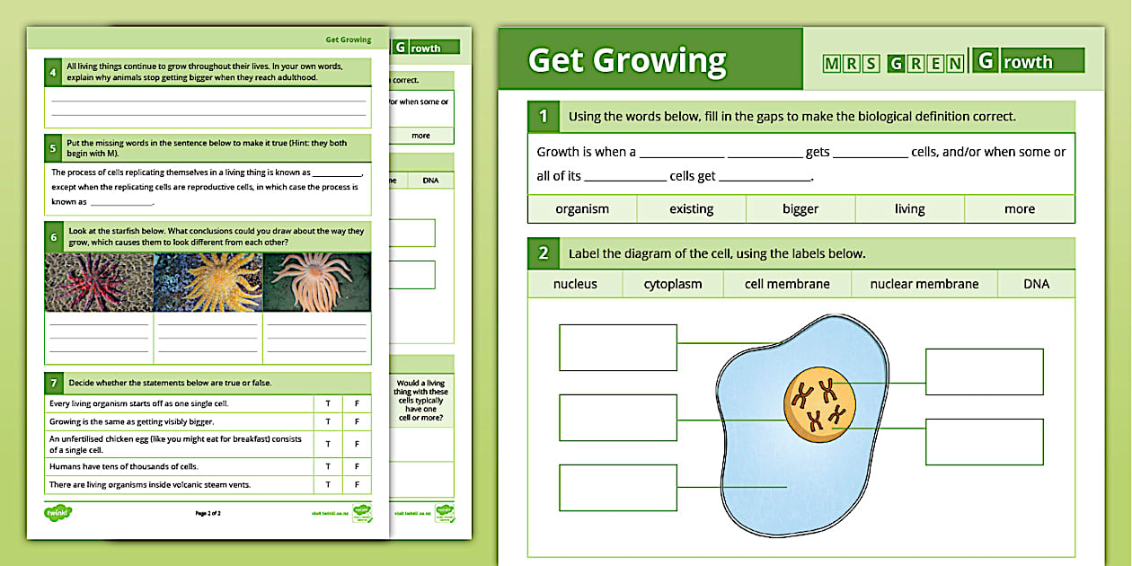 Year 5-8 Cell Organelles Worksheet PDF Sheet Activity