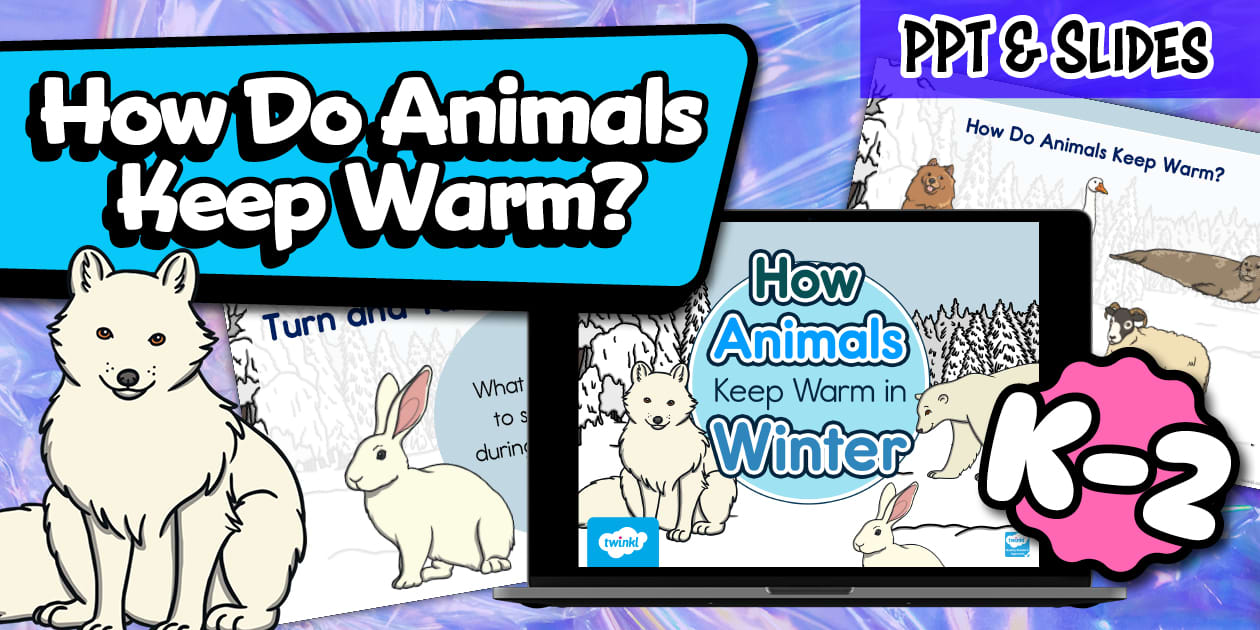 How Do Animals Stay Warm in Winter PowerPoint | Twinkl USA