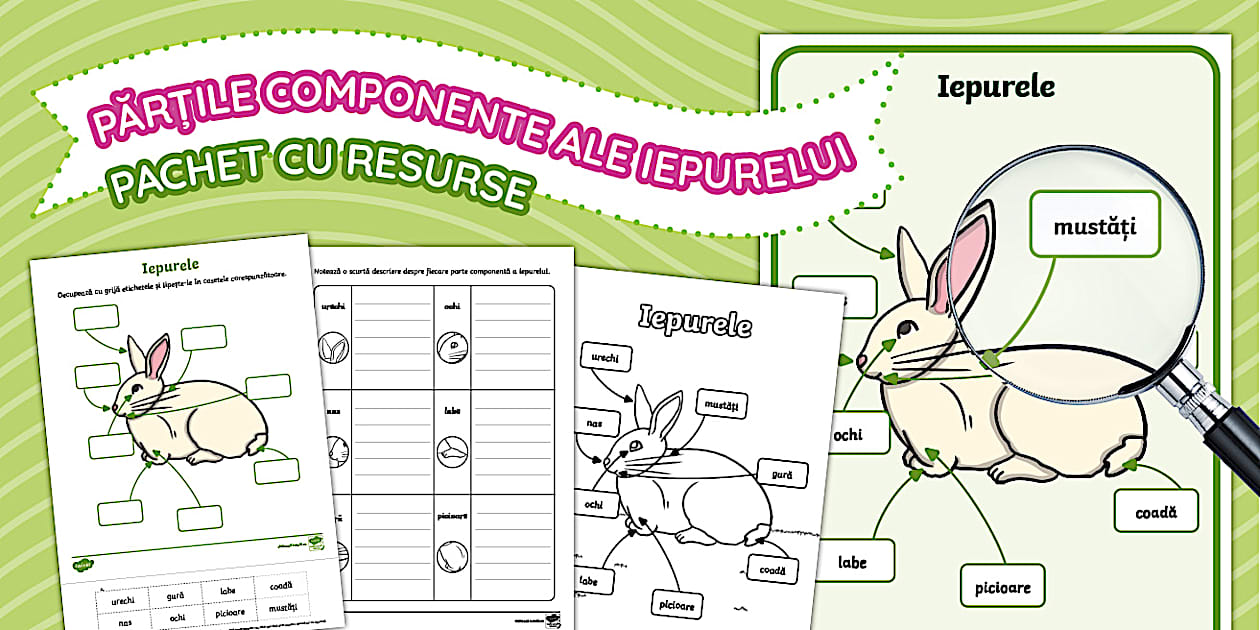 Părțile componente ale iepurelui – Pachet cu resurse