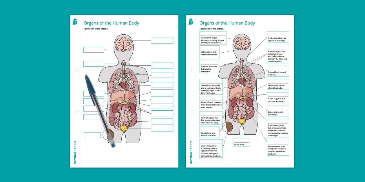 Organs Labelling Worksheet | KS3 Biology | Beyond Science