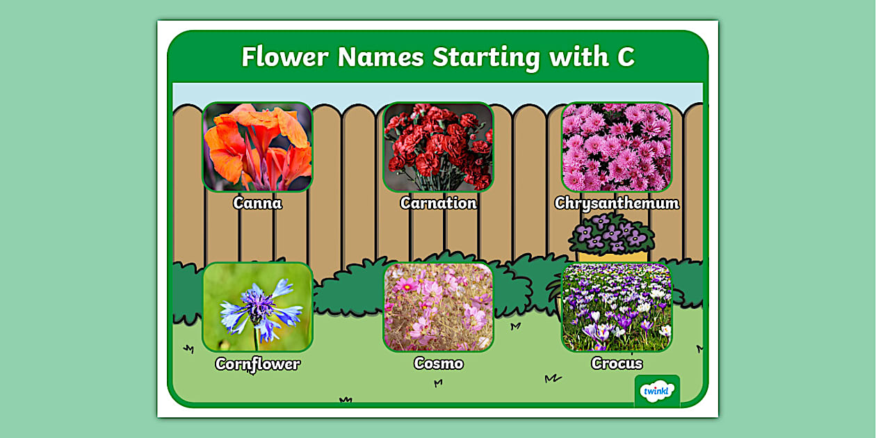 Flower Names Starting with C Display Poster (teacher made)