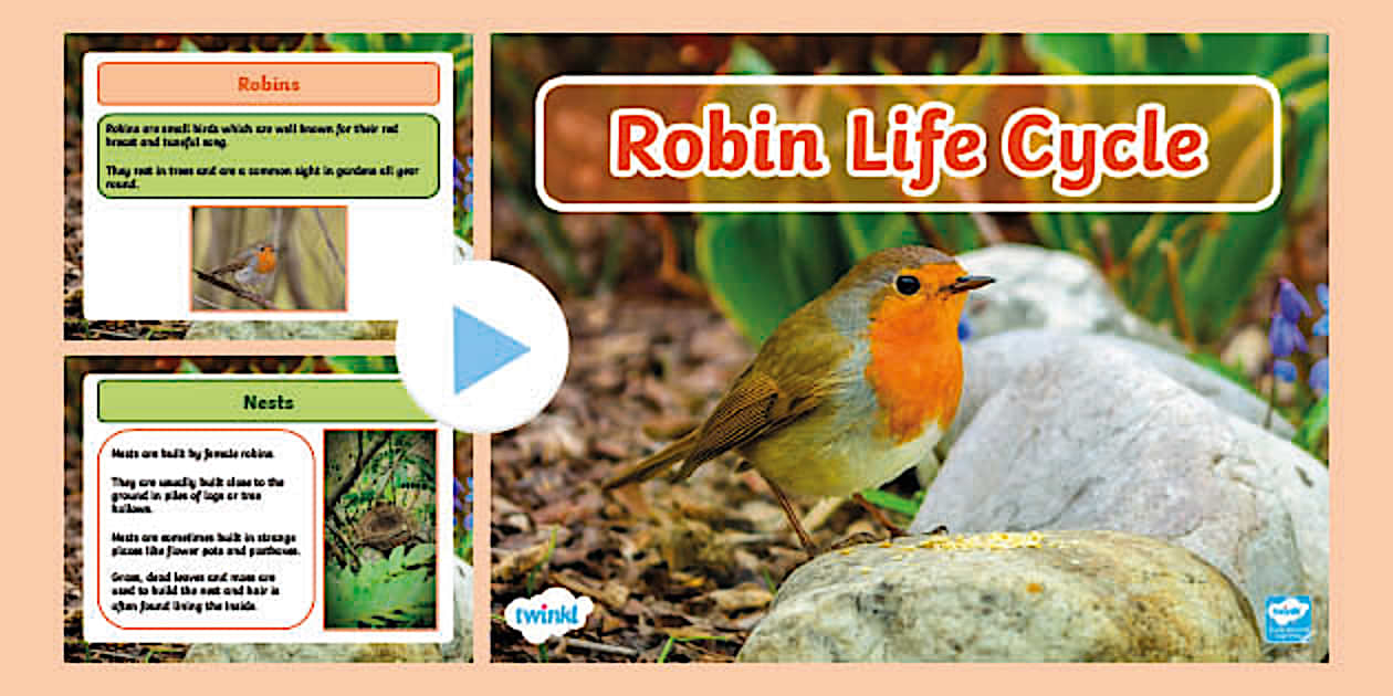 KS1 Robin Life Cycle PowerPoint (Hecho por educadores)