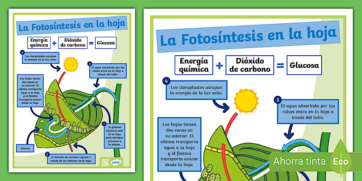 Recurso educativo: póster de la fotosíntesis - Twinkl