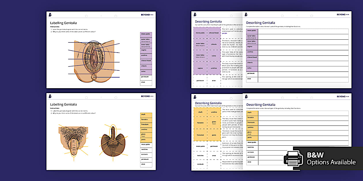 Labelling and Describing Genitalia Activity | Beyond RSE