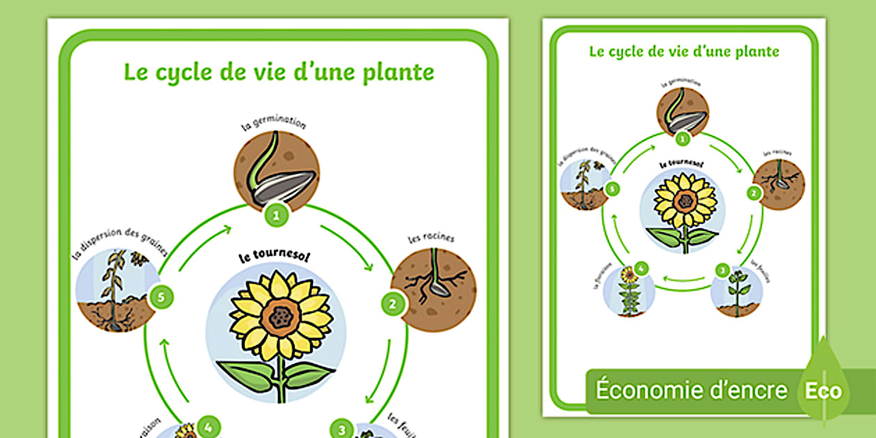Poster d'affichage : Le cycle de vie d'un tournesol - Twinkl