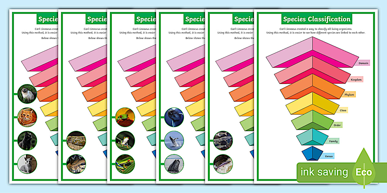 Classification Pyramid Display Poster (teacher made)