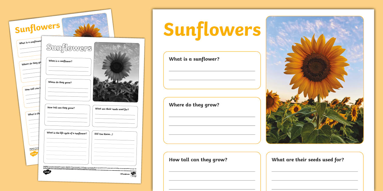 Sunflowers Fact File Template - Twinkl Primary - Twinkl