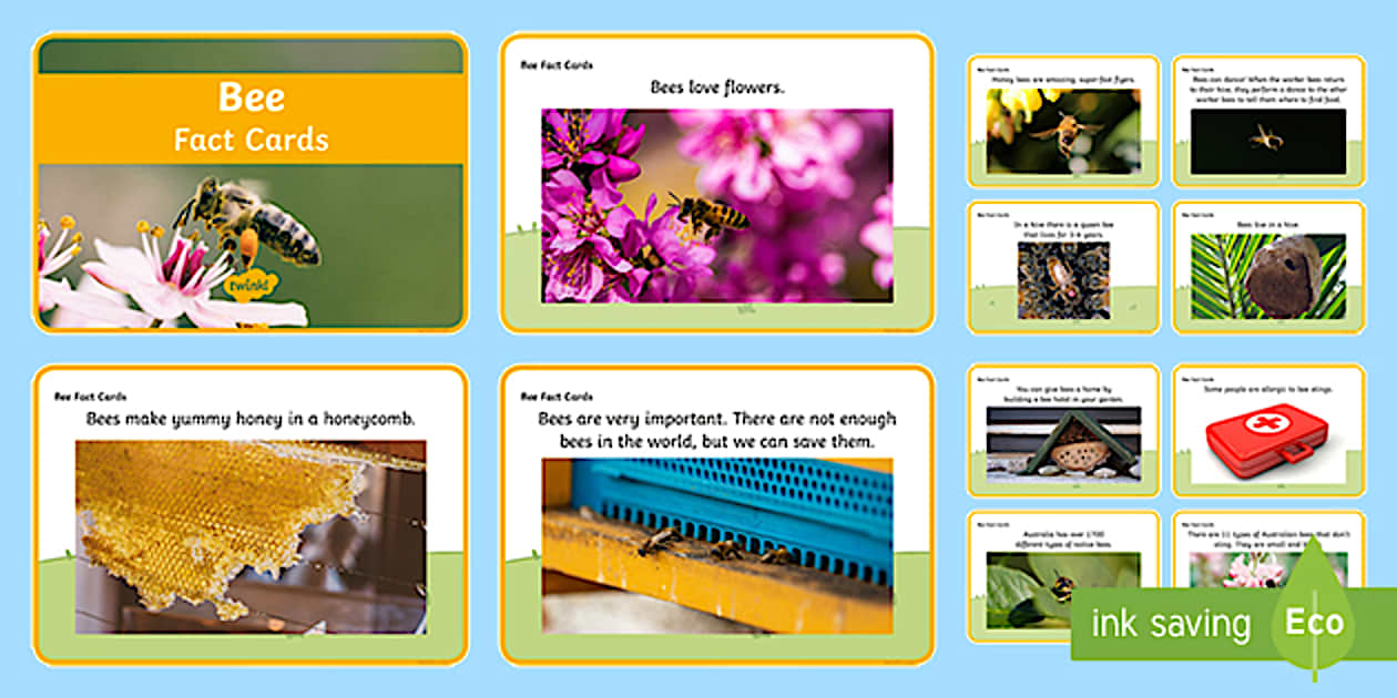 TAS Bees Fact Cards (teacher made) - Twinkl