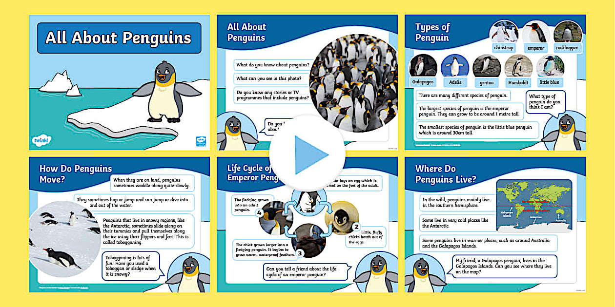 All About Penguins PowerPoint - Twinkl