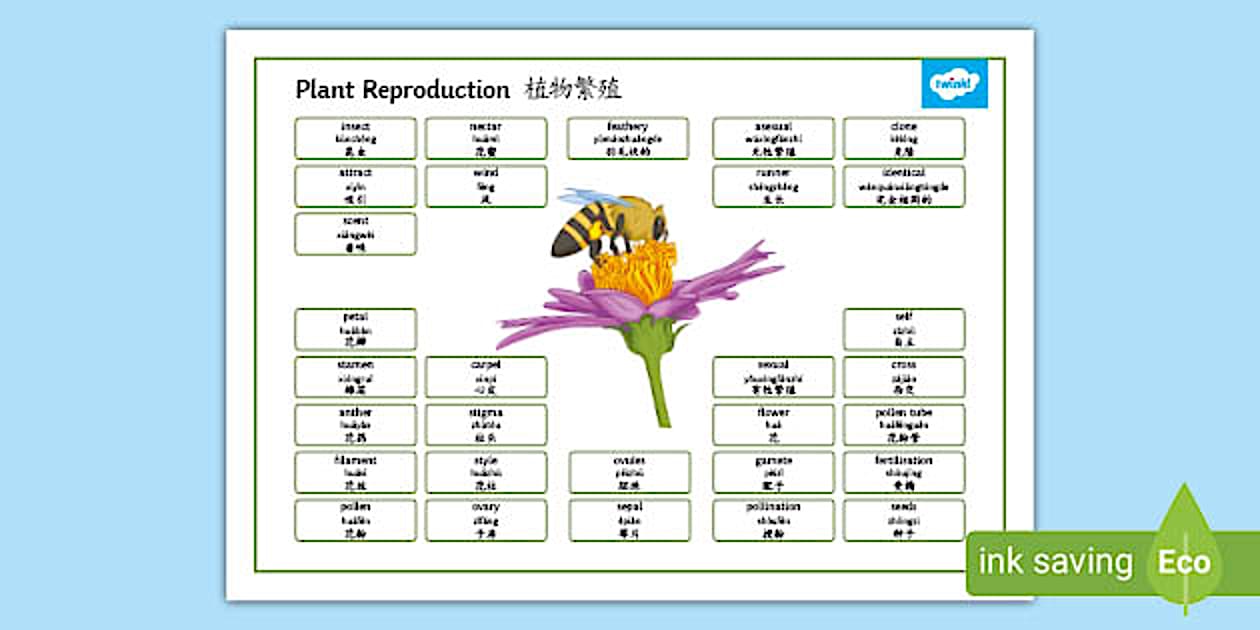 Plant Reproduction Word Mat - English/Mandarin Chinese/Pinyin