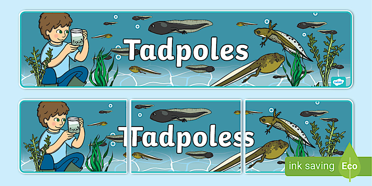 Tadpoles Display Banner (Teacher-Made) - Twinkl