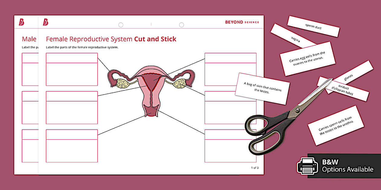 Human Reproductive Systems Cut and Stick | Biology | Beyond