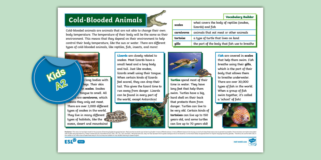 ESL Cold-Blooded Animals Fact File (teacher made) - Twinkl