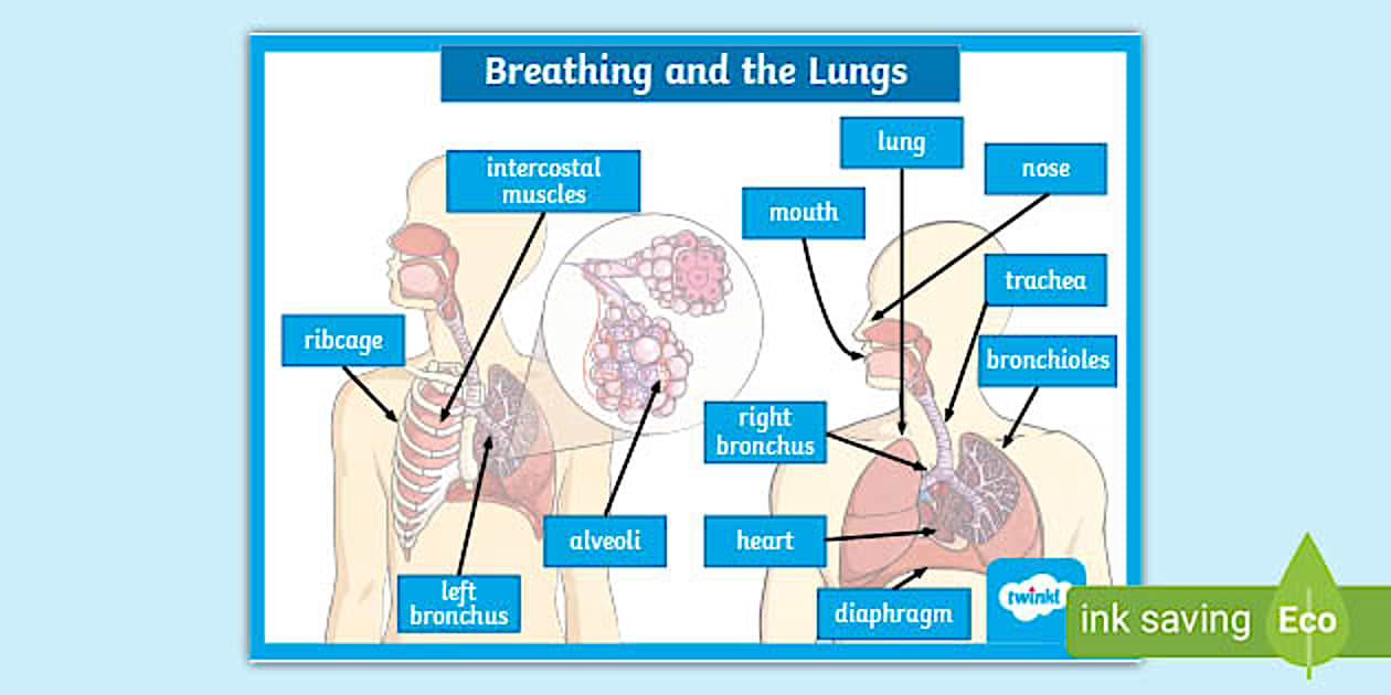 Breathing and the Lungs Display Poster Large - Twinkl
