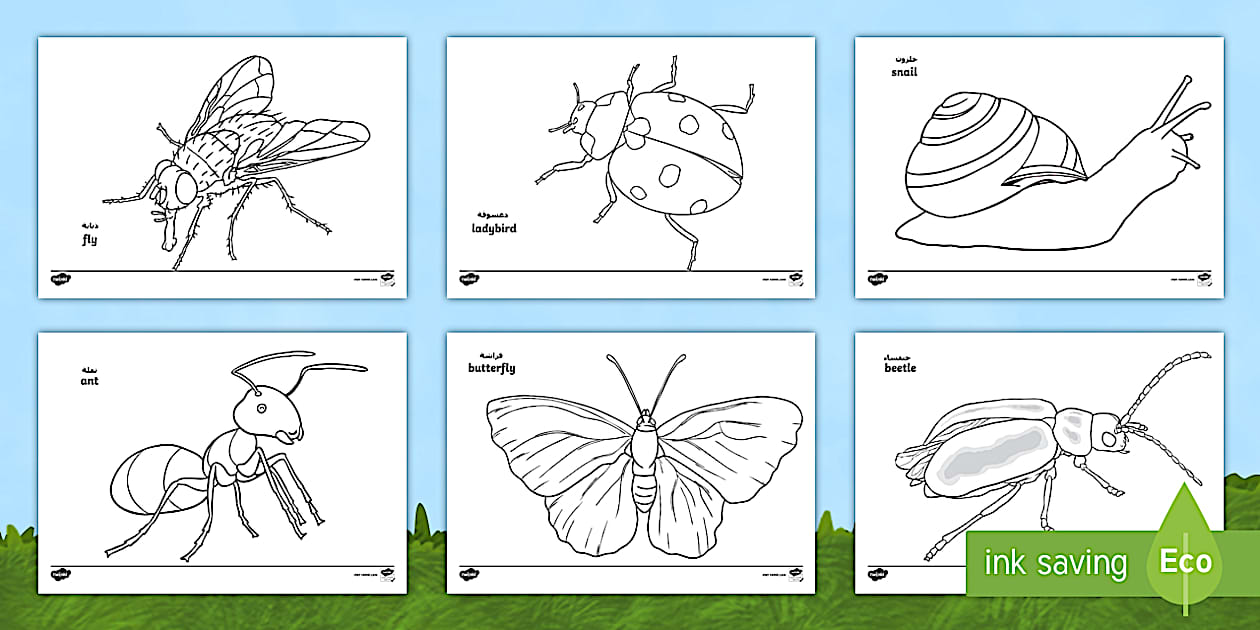 Minibeasts Colouring Pages Arabic/English - Minibeasts Colouring Sheets
