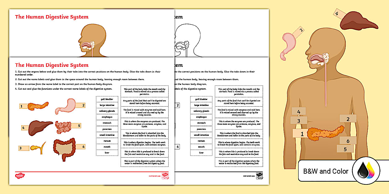Digestive System Cut and Match Worksheet for 3rd-5th Grade