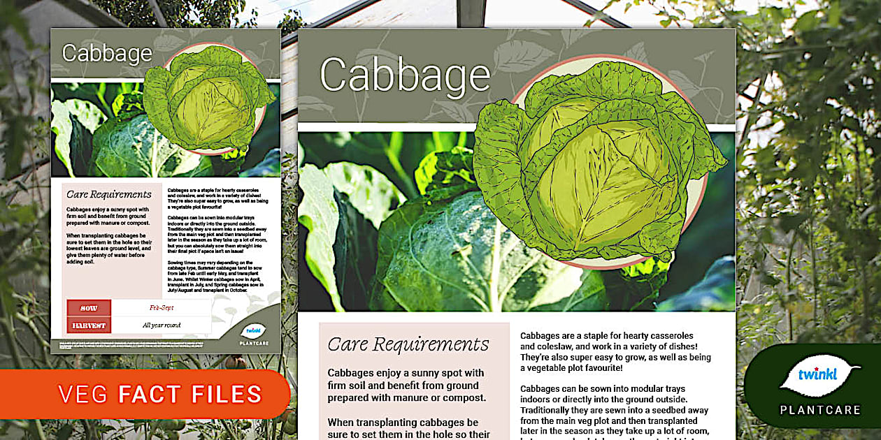 Garden Veg Fact File: Cabbage, Plantcare, growing vegetables