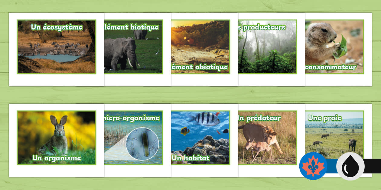 Ecosystems Display Photos French (teacher made) - Twinkl