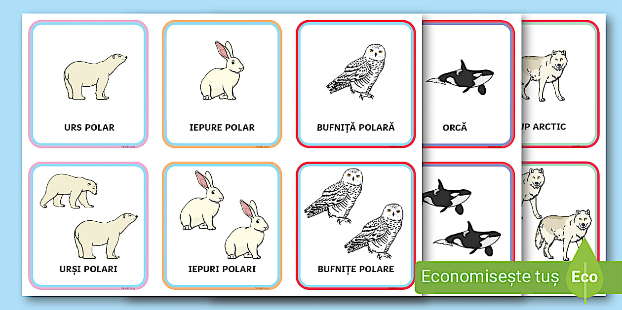Eu spun una, tu spui mai multe: Animale polare – Cartonașe
