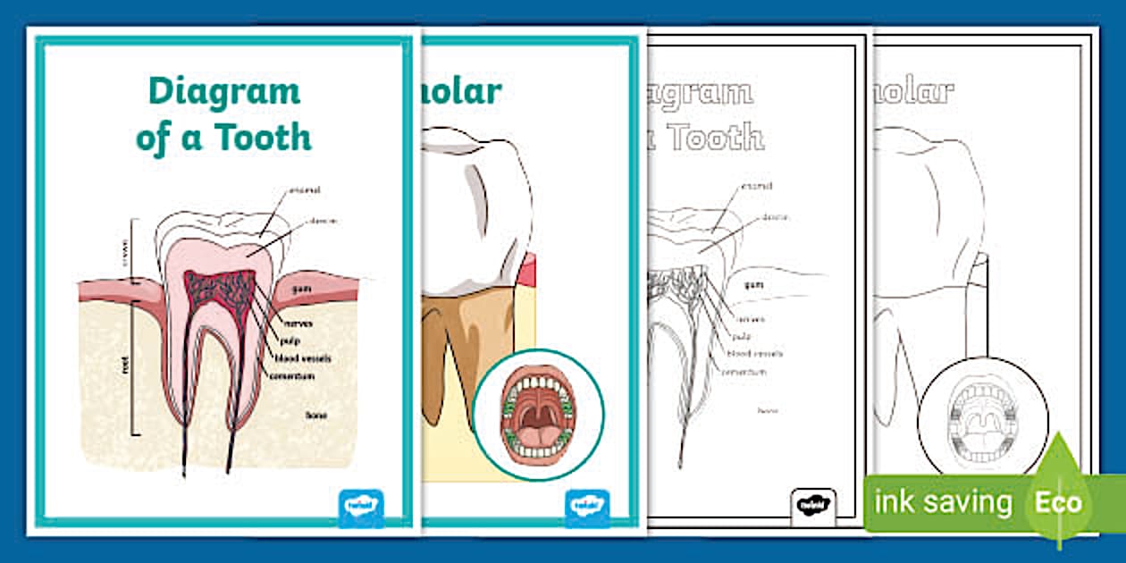 Teeth Diagram Posters (Teacher-Made) - Twinkl