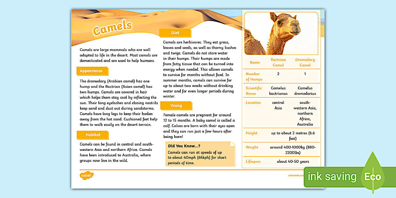 Camel Fact File (teacher made) - Twinkl