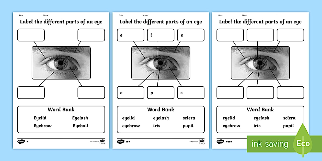 My Senses: Sight Differentiated Worksheet (teacher made)
