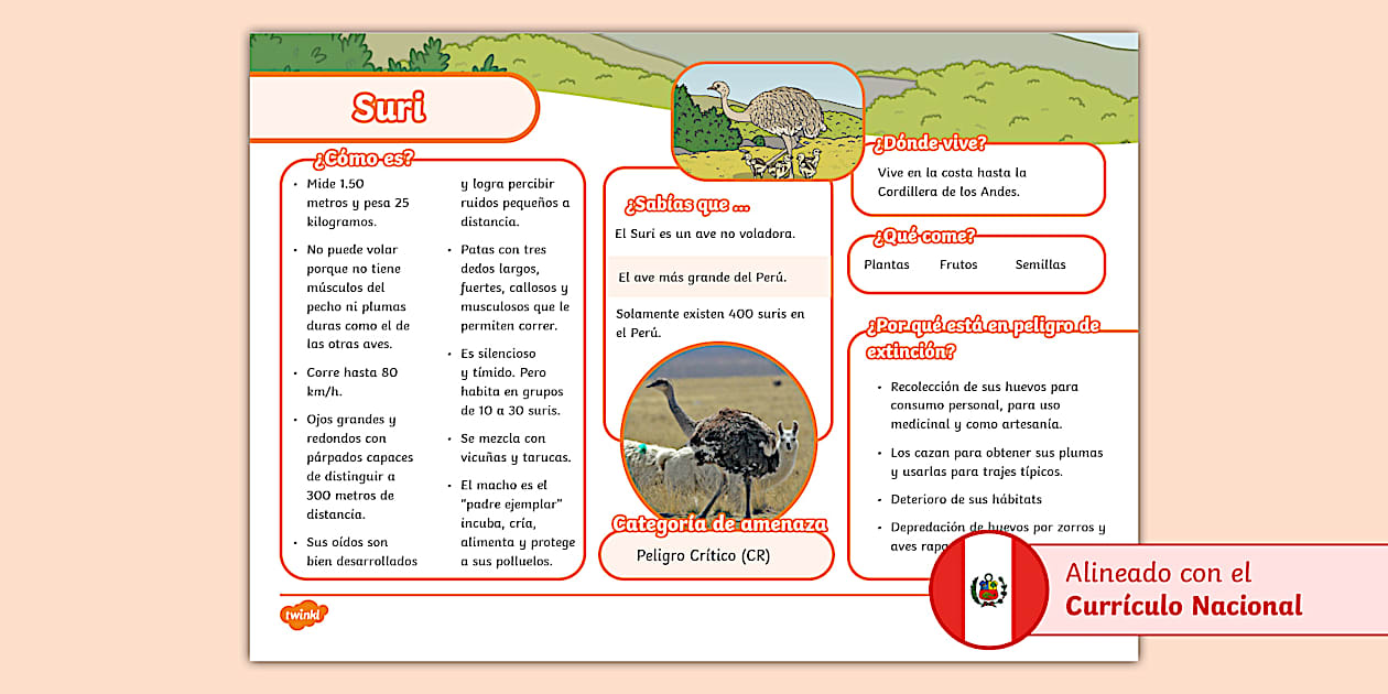 Texto informativo: Suri (teacher made) - Twinkl Texto informativo: Suri (teacher made) - Twinkl