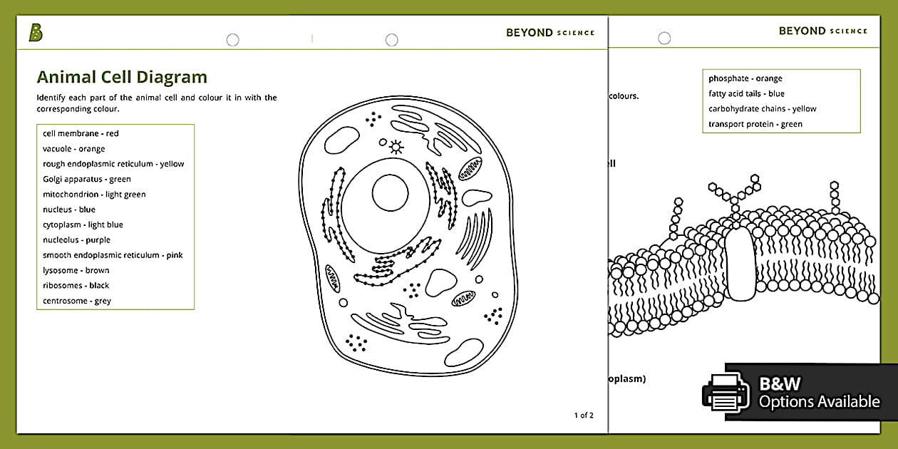 Animal Cell and Cell Membrane Colouring and Labelling Activity