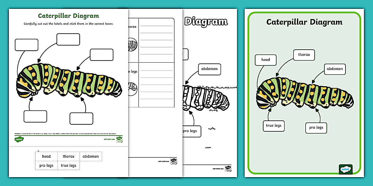 Caterpillar Diagram Pack (Teacher-Made) - Twinkl