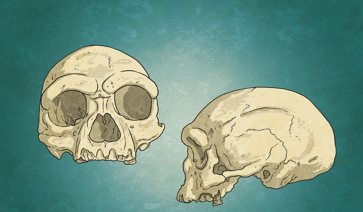 Dragon Man Skull - Twinkl NewsRoom - Twinkl