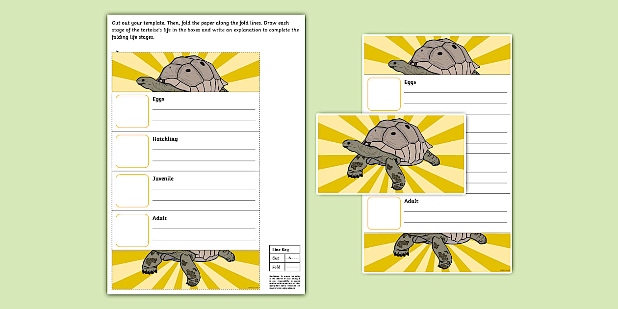 Tortoise Folding Life Stages Template (teacher made)