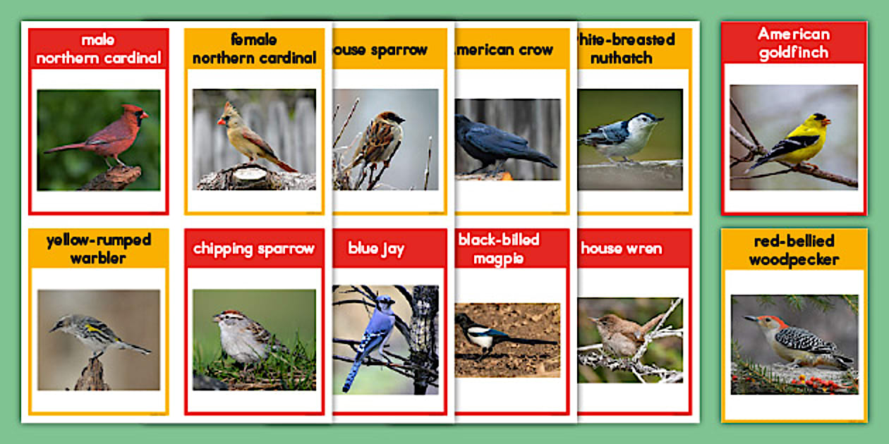 North American Birds Flash Cards for Kids | Twinkl USA