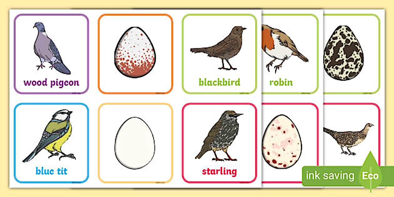 KS1 British Birds and their Eggs Matching Activity - Twinkl