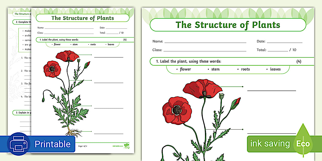 The Structure of Plants - Assessment Sheet - Twinkl
