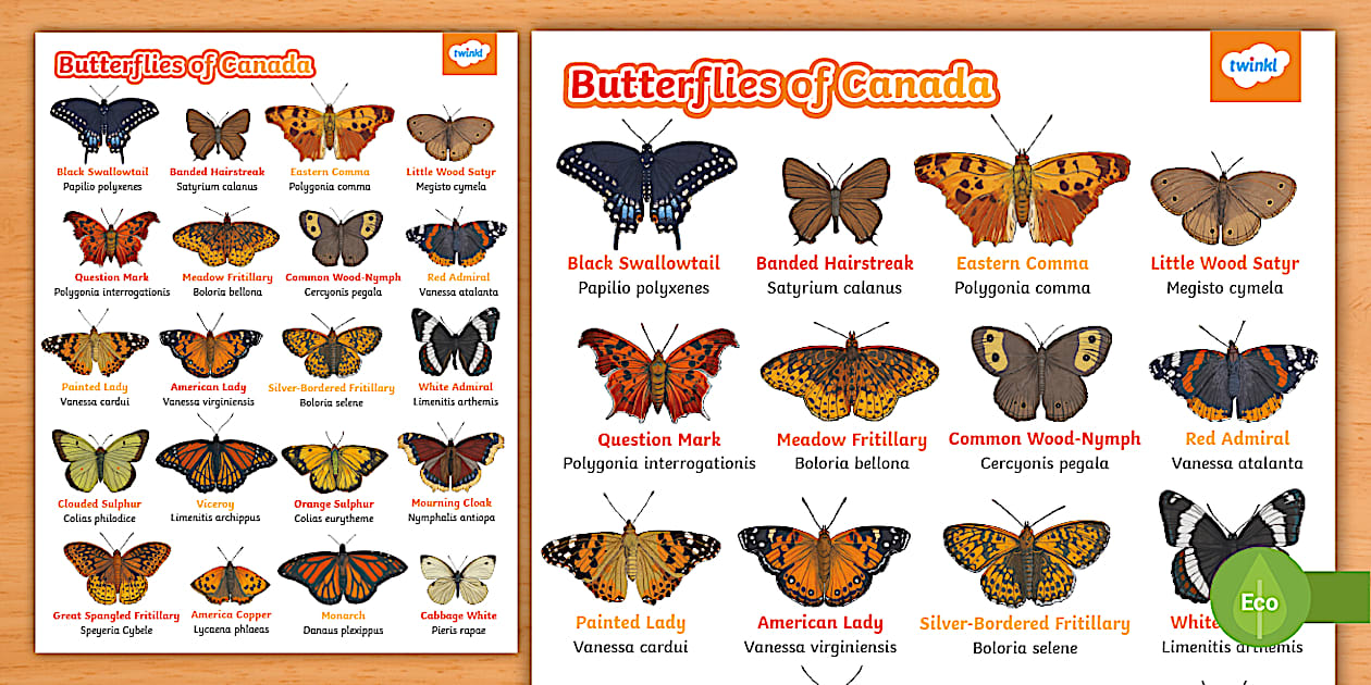 Common Butterflies of Canada Display Poster (teacher made)