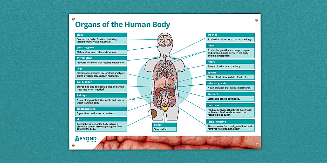 Organs of the Human Body Poster | Beyond Science - Twinkl